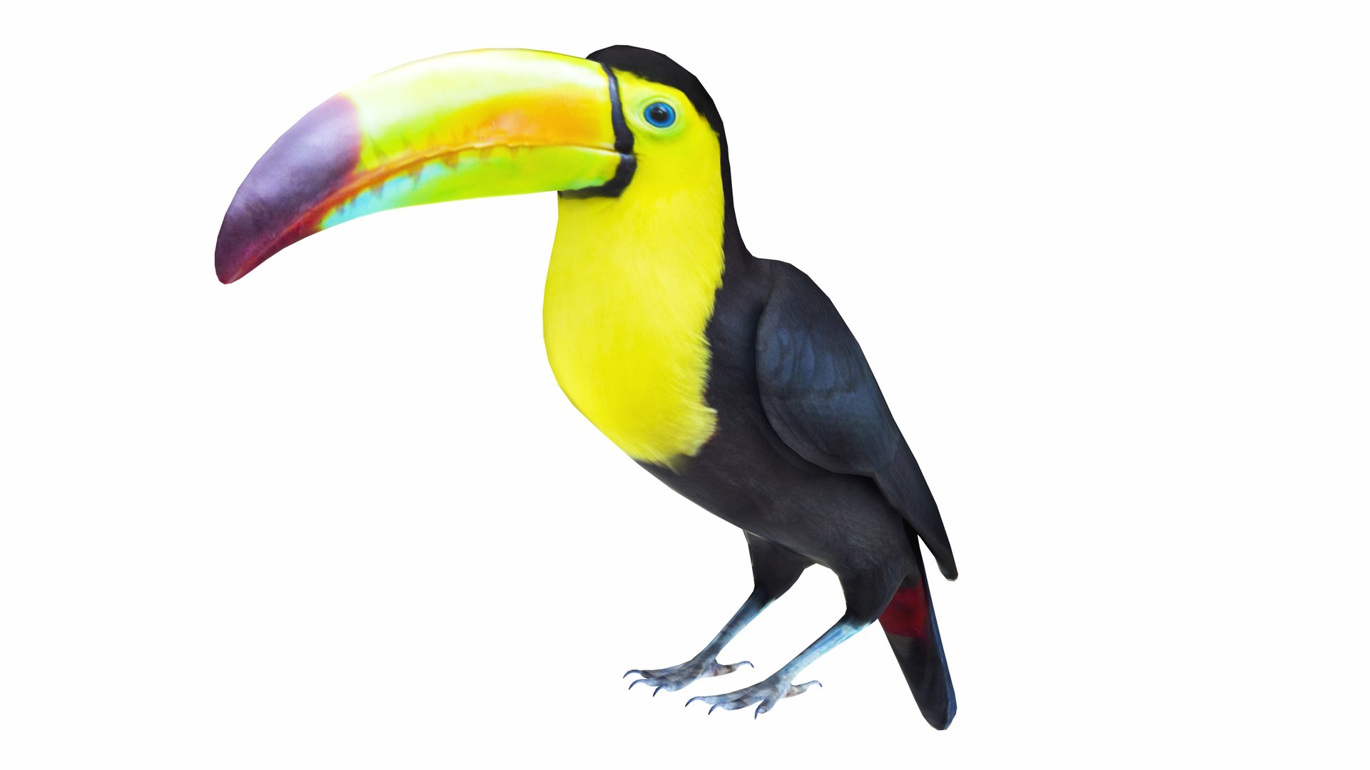 3D Model Toucan - TurboSquid 2335111