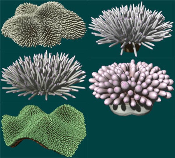 Anémona 3D Modelos para Descargar | TurboSquid