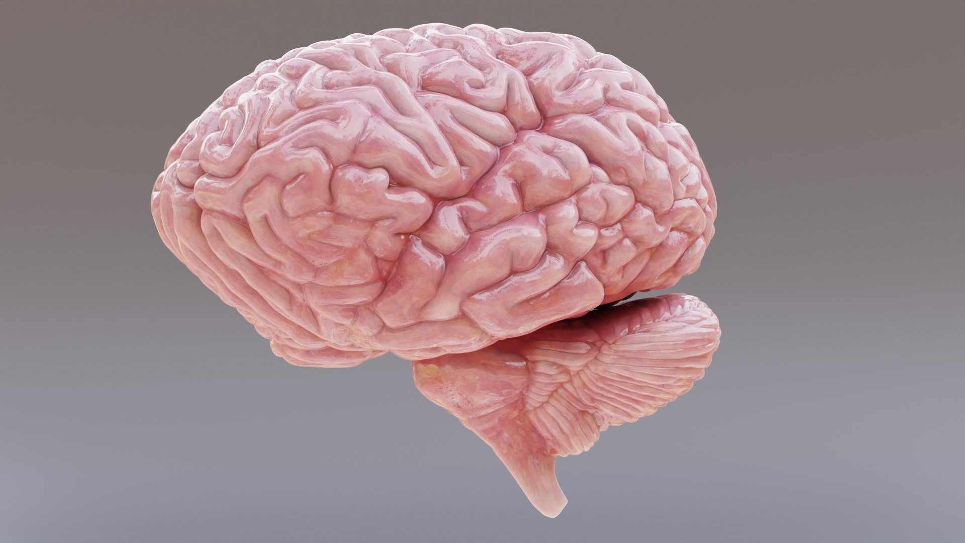 3D Realistic Brain Set - TurboSquid 2023928