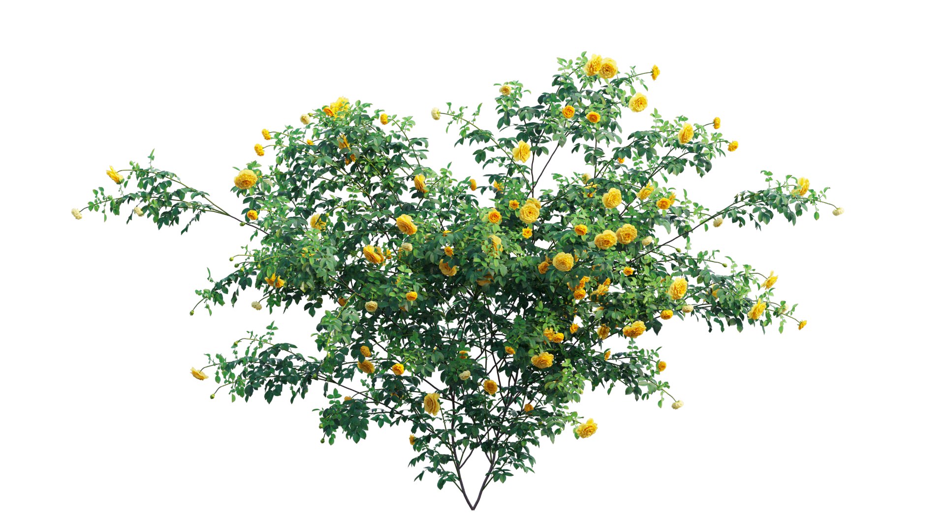 3D Rose Plant Set 59 - TurboSquid 1728378