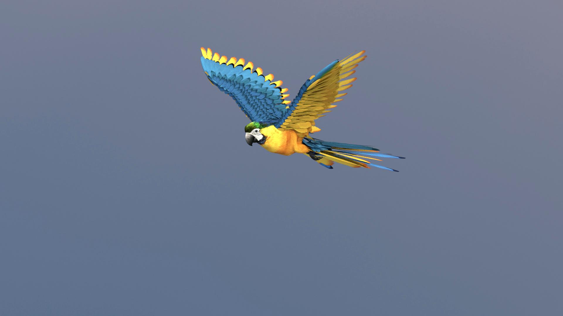 3D Parrot - TurboSquid 2093015