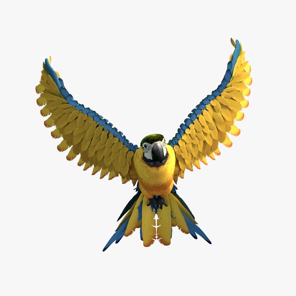 Macaw 3D Models for Download | TurboSquid