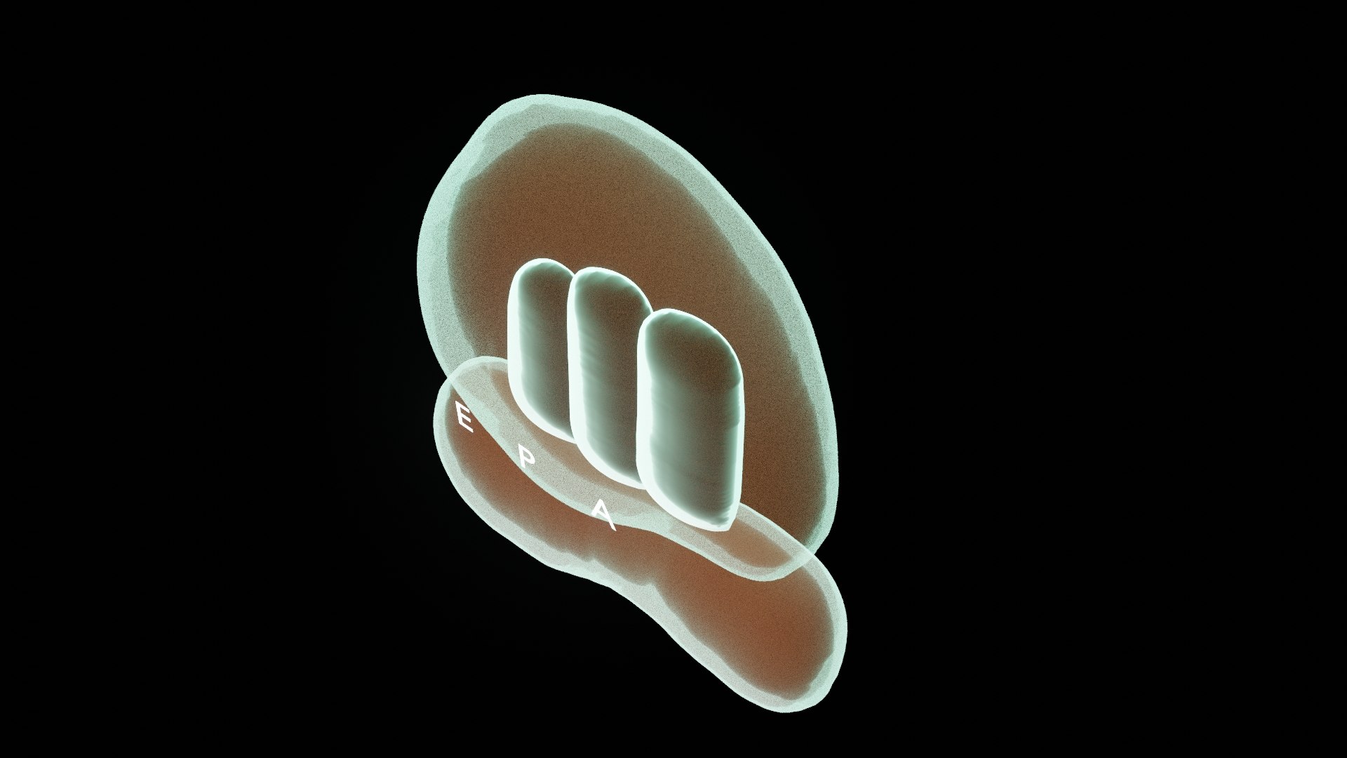 Ribosome Model - TurboSquid 1749846
