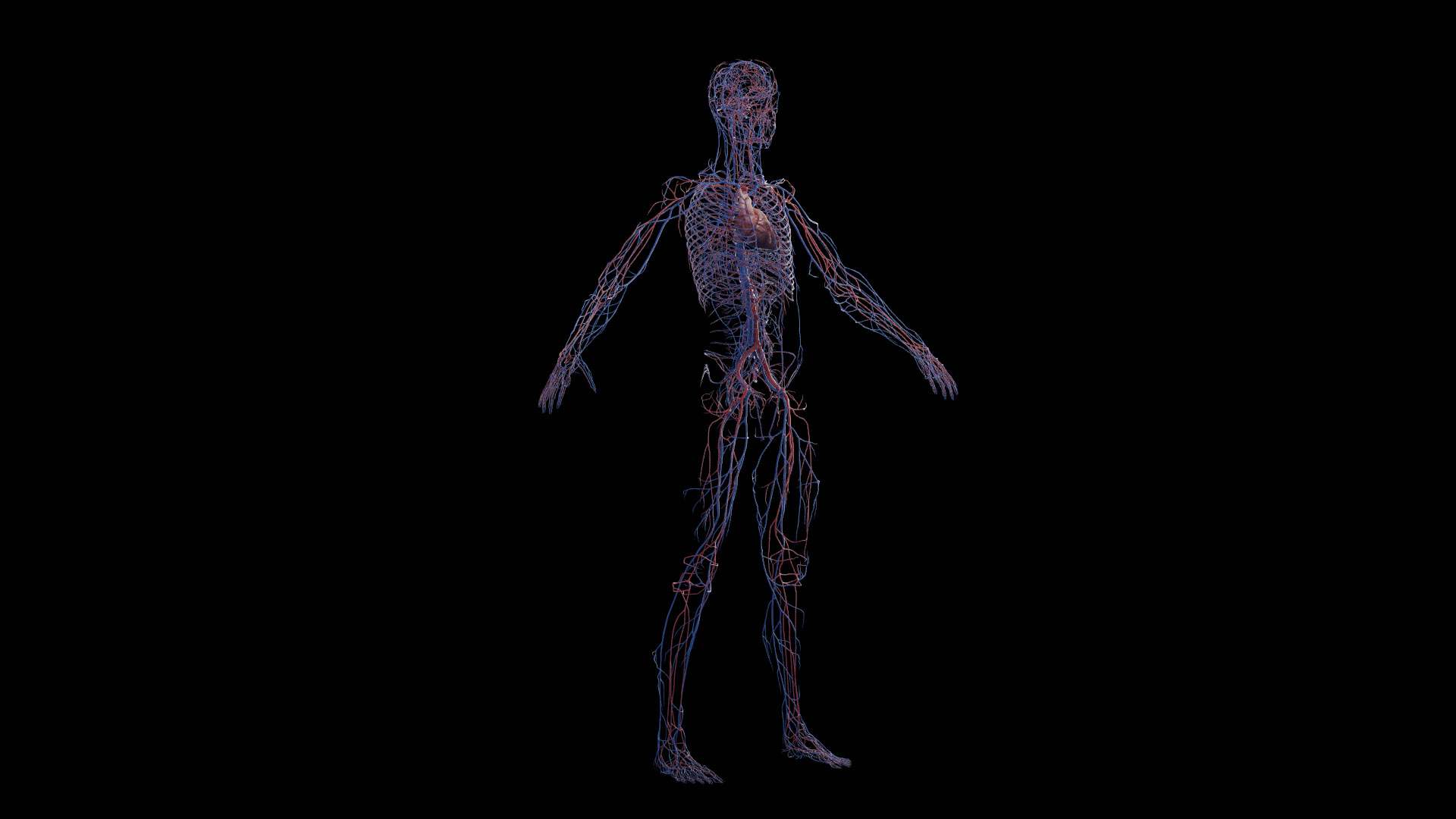 Human Male Vascular System Static 3D - TurboSquid 2050635