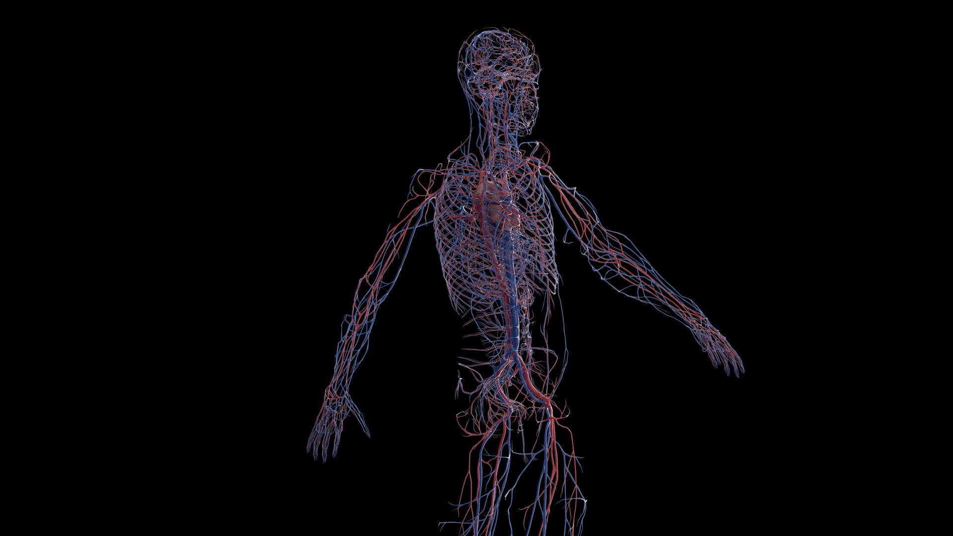Human Male Vascular System Static 3D - TurboSquid 2050635