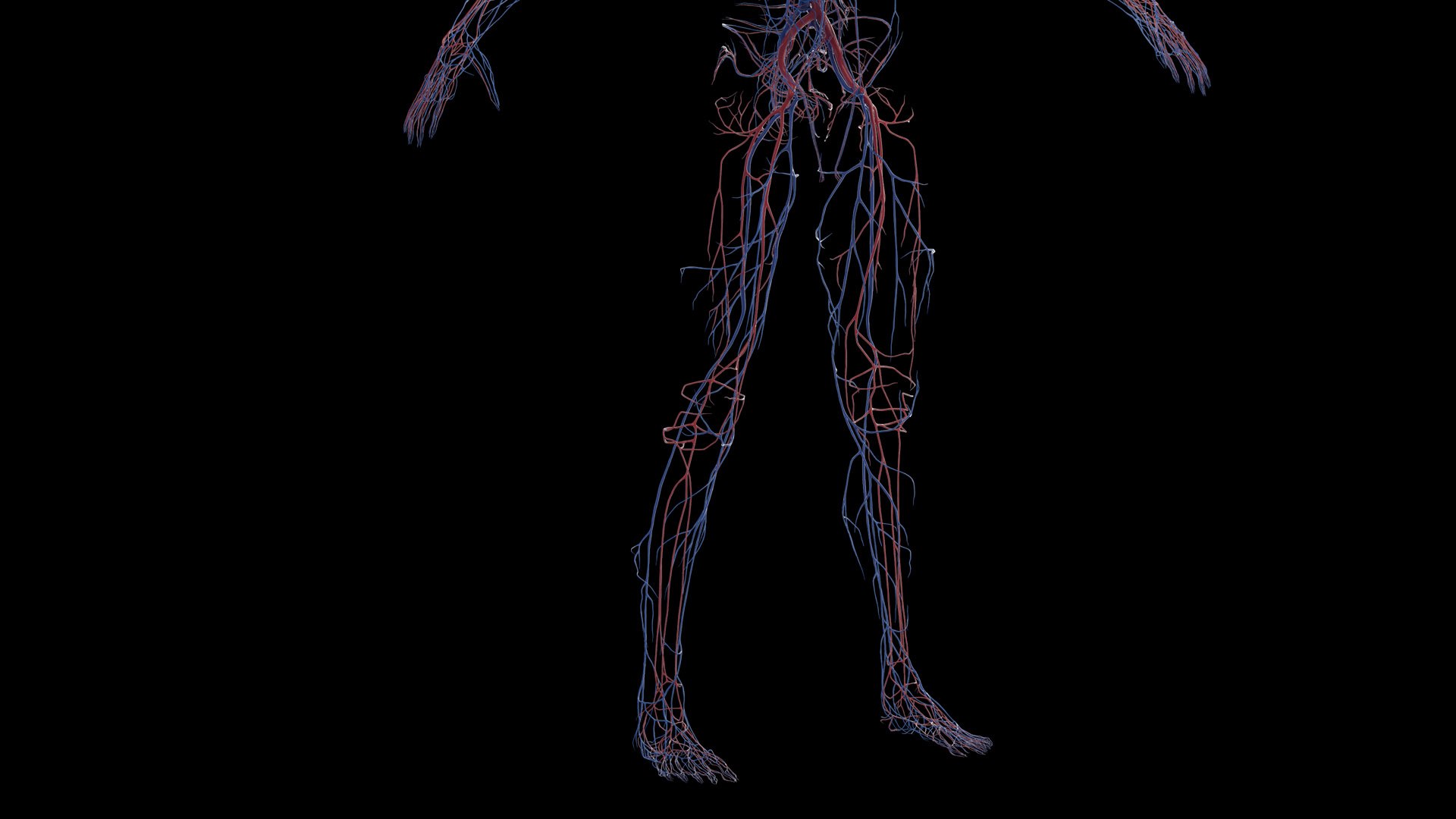Human Male Vascular System Static 3D - TurboSquid 2050635