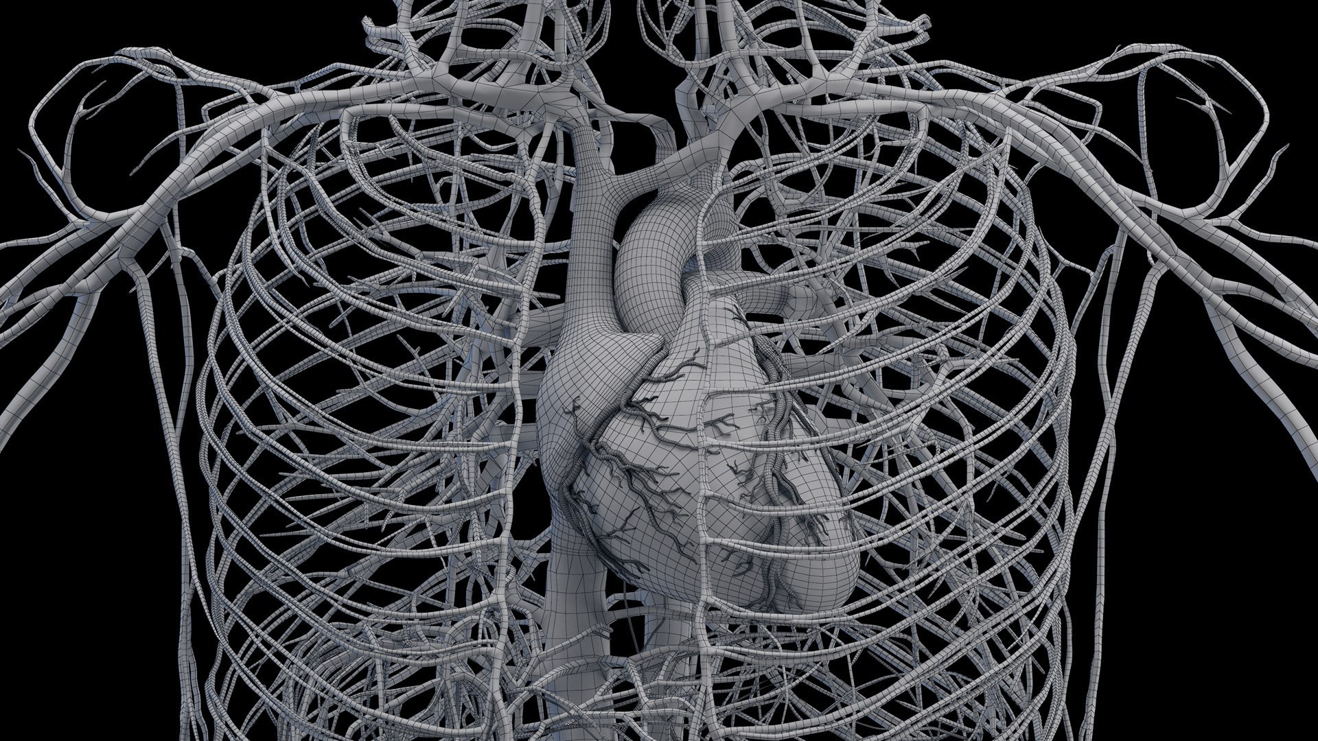 Human Male Vascular System Static 3D - TurboSquid 2050635