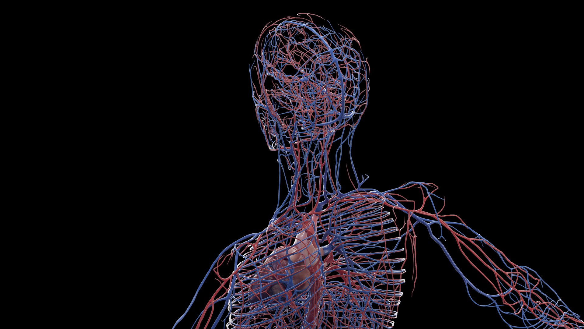 Human Male Vascular System Static 3D - TurboSquid 2050635