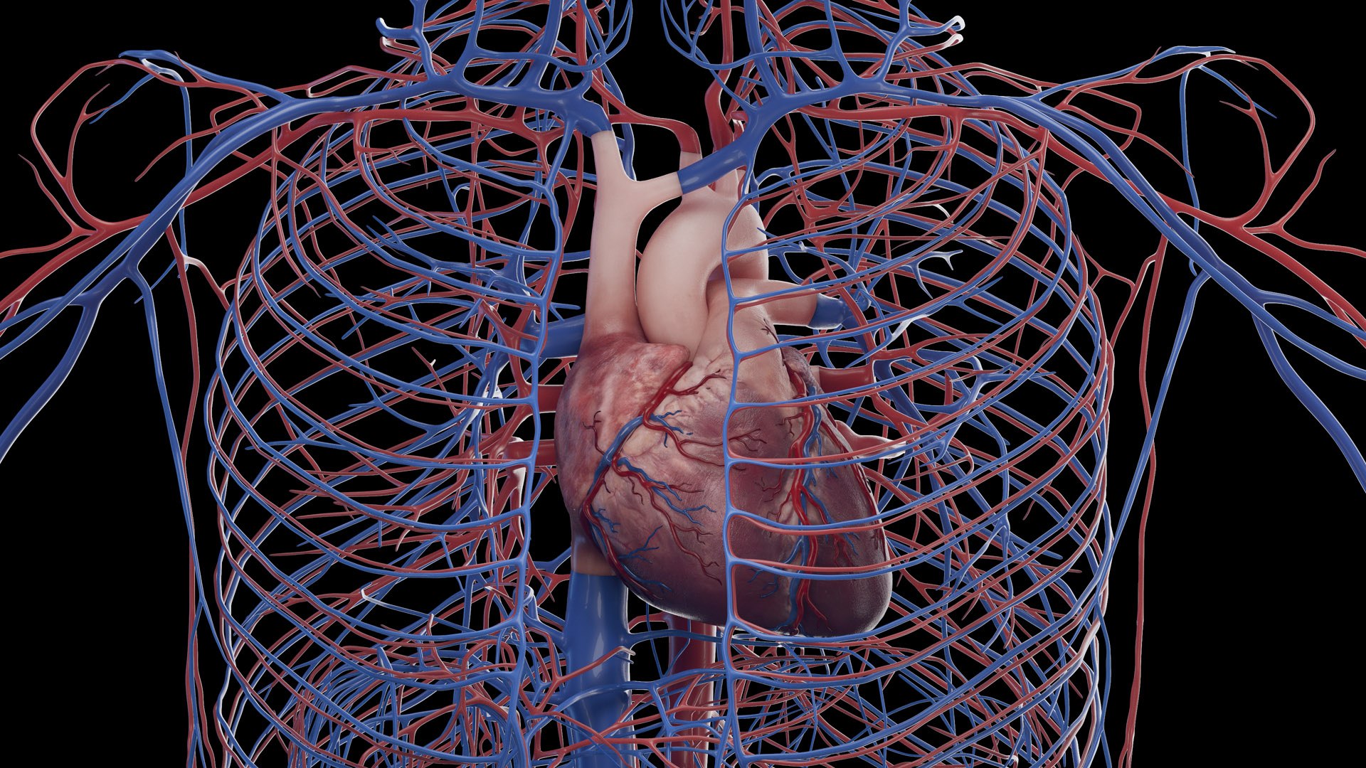 Human Male Vascular System Static 3D - TurboSquid 2050635