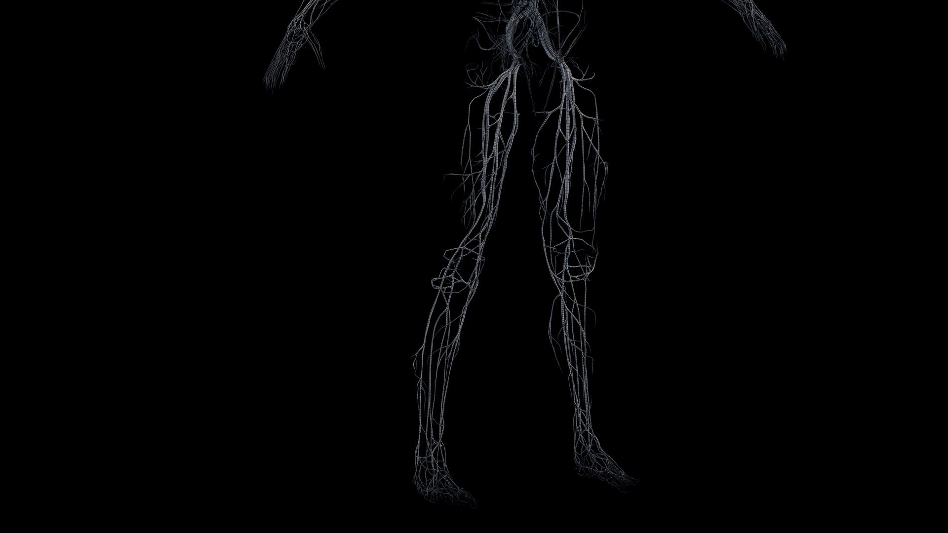 Human Male Vascular System Static 3D - TurboSquid 2050635
