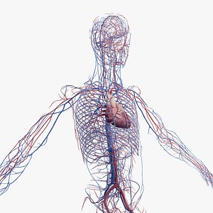 Circulatory System Animation Free Download