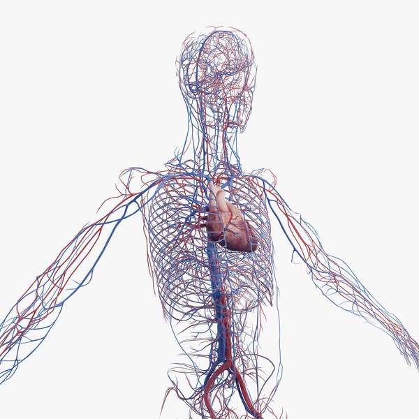Human Male Vascular System Static 3D 모델 - TurboSquid 2050635