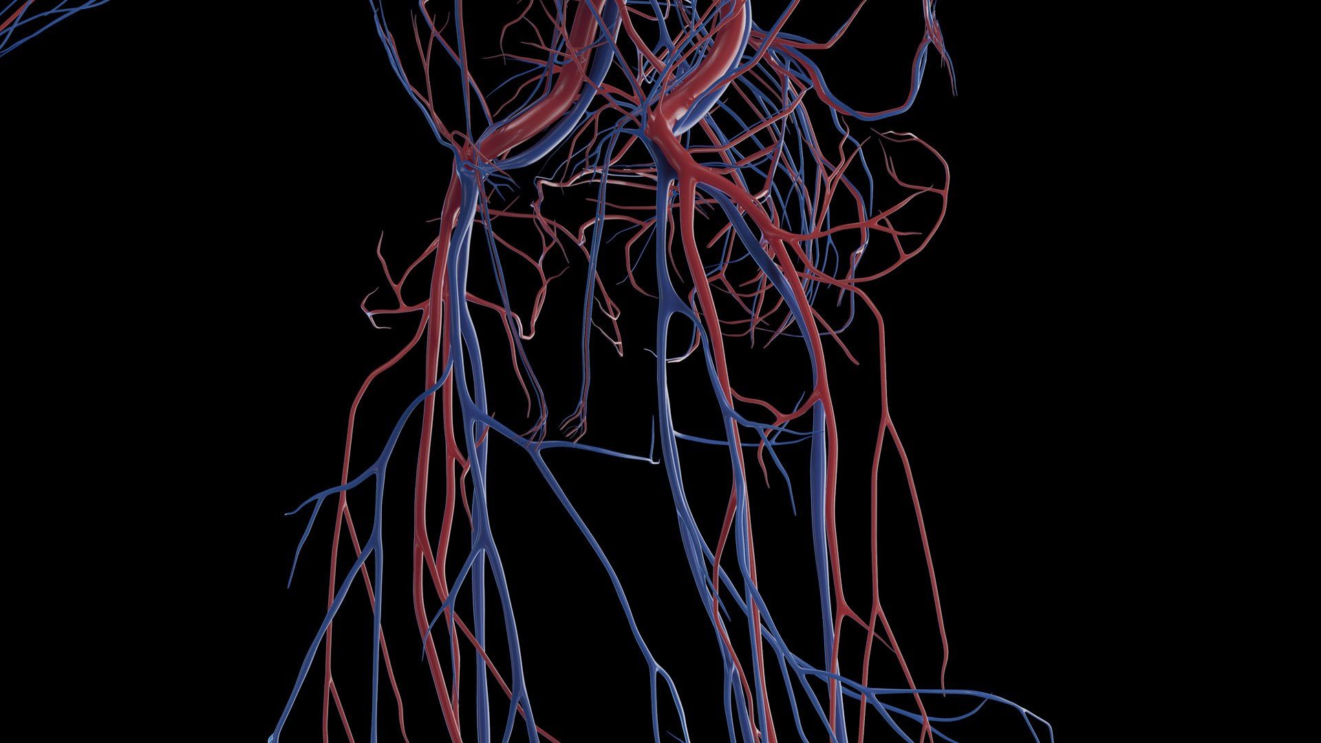 Human Male Vascular System Static 3D - TurboSquid 2050635