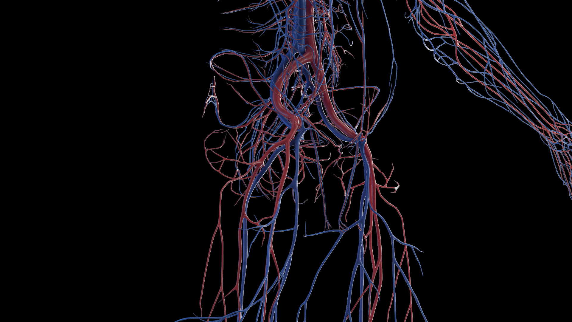 Human Male Vascular System Static 3D - TurboSquid 2050635
