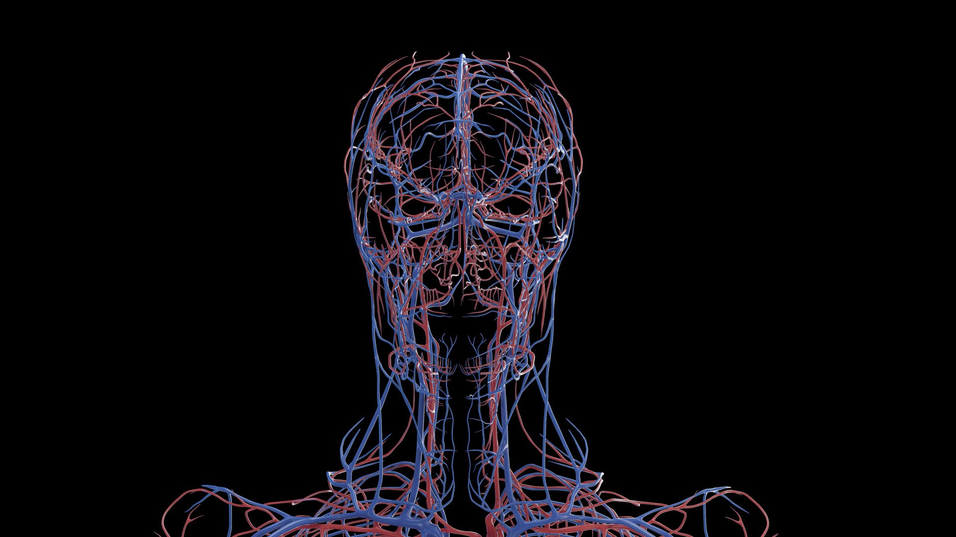 Human Male Vascular System Static 3D - TurboSquid 2050635