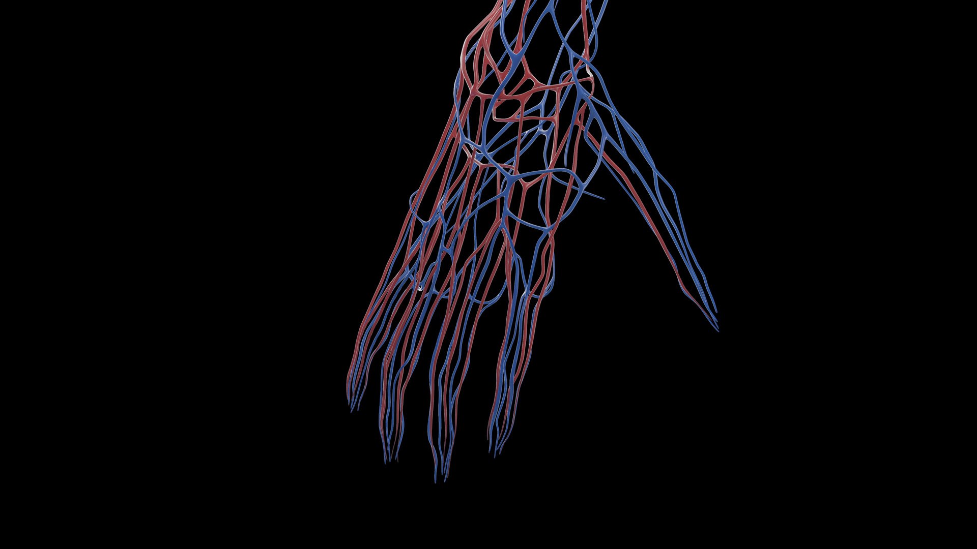 Human Male Vascular System Static 3D - TurboSquid 2050635