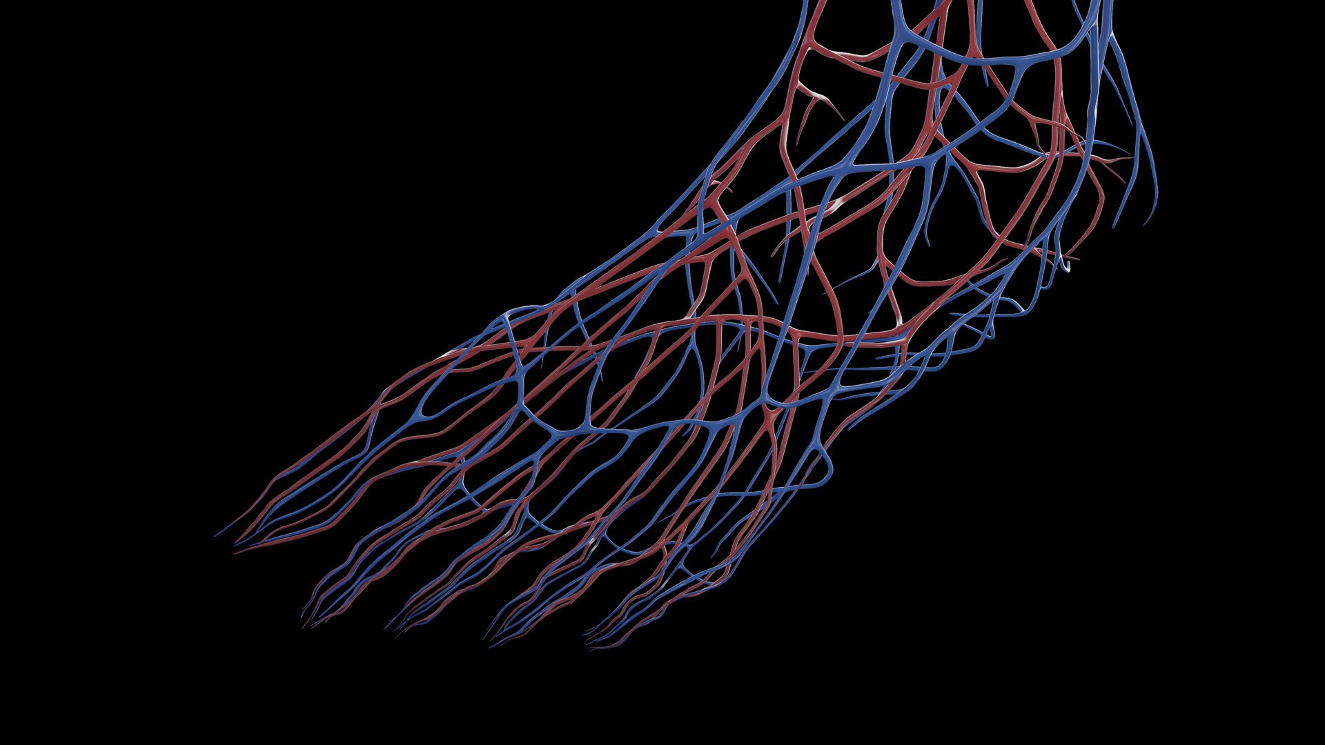 Human Male Vascular System Static 3D - TurboSquid 2050635