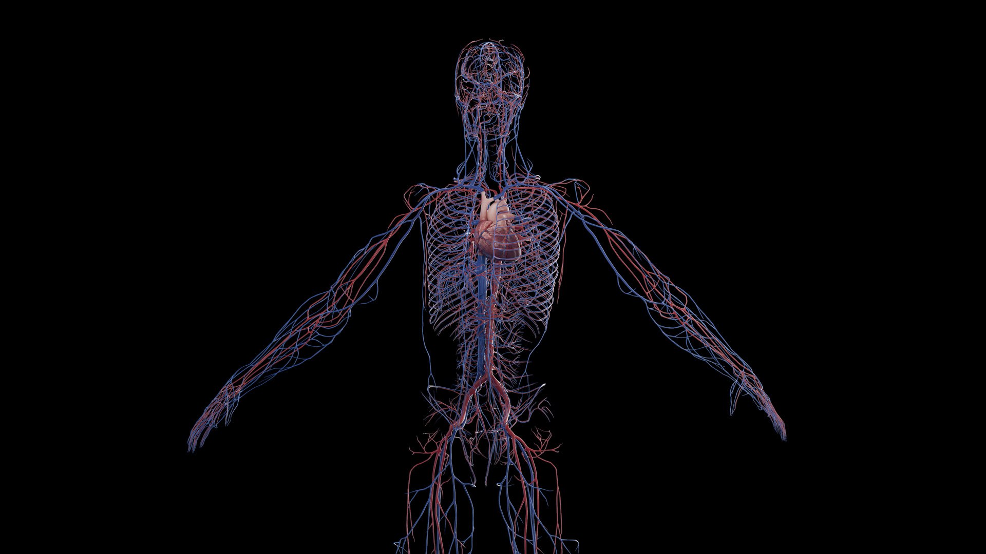 Human Male Vascular System Static 3D - TurboSquid 2050635
