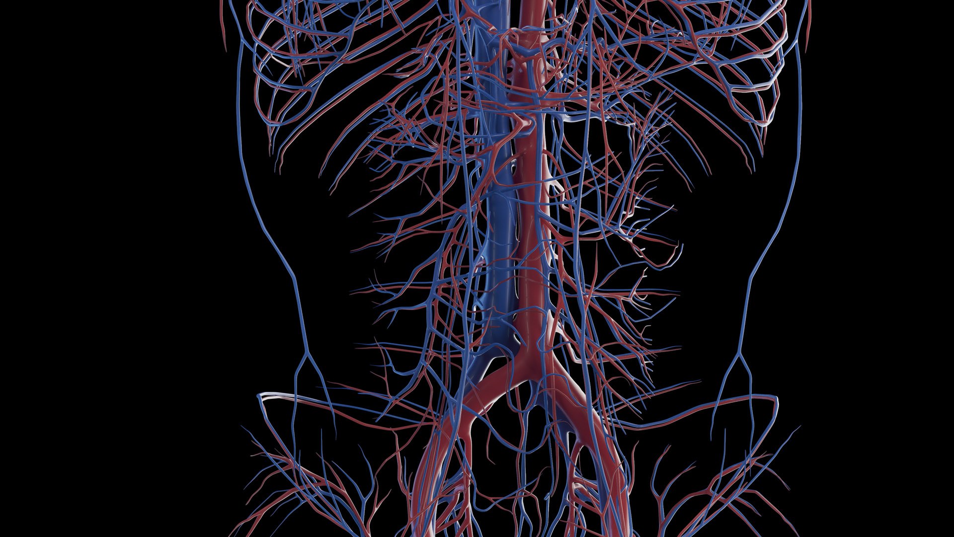 Human Male Vascular System Static 3D - TurboSquid 2050635