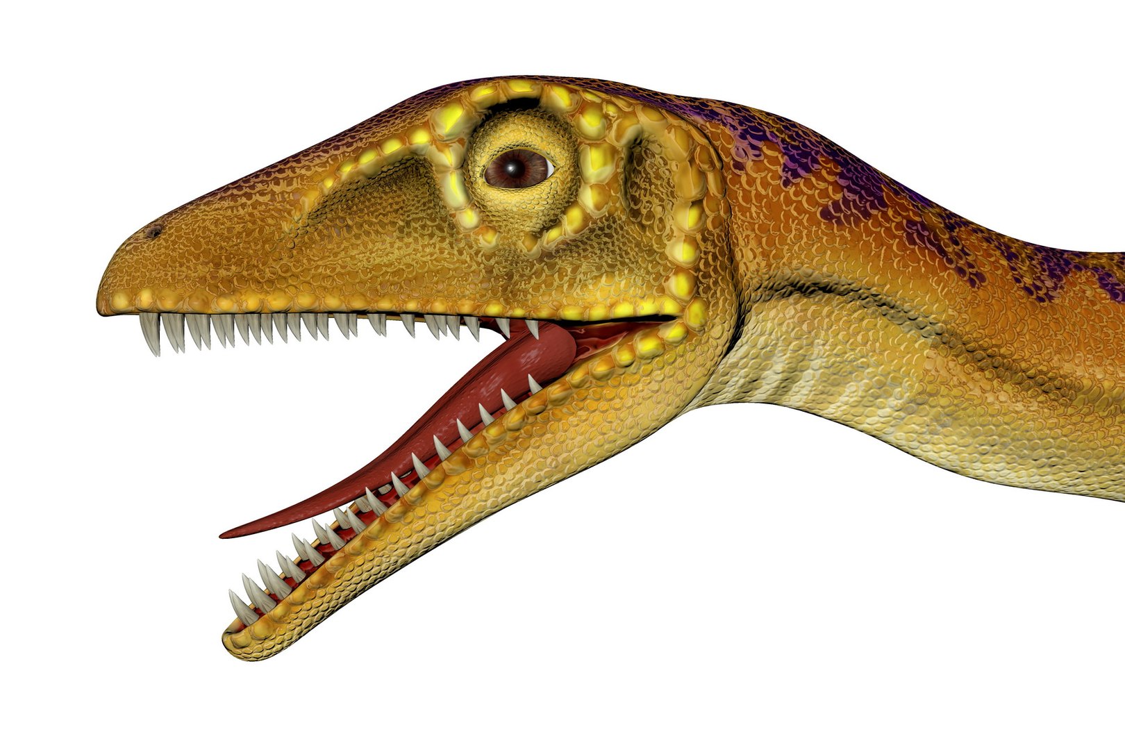 3D Panphagia Dinosaur Triassic Animal - TurboSquid 2335977