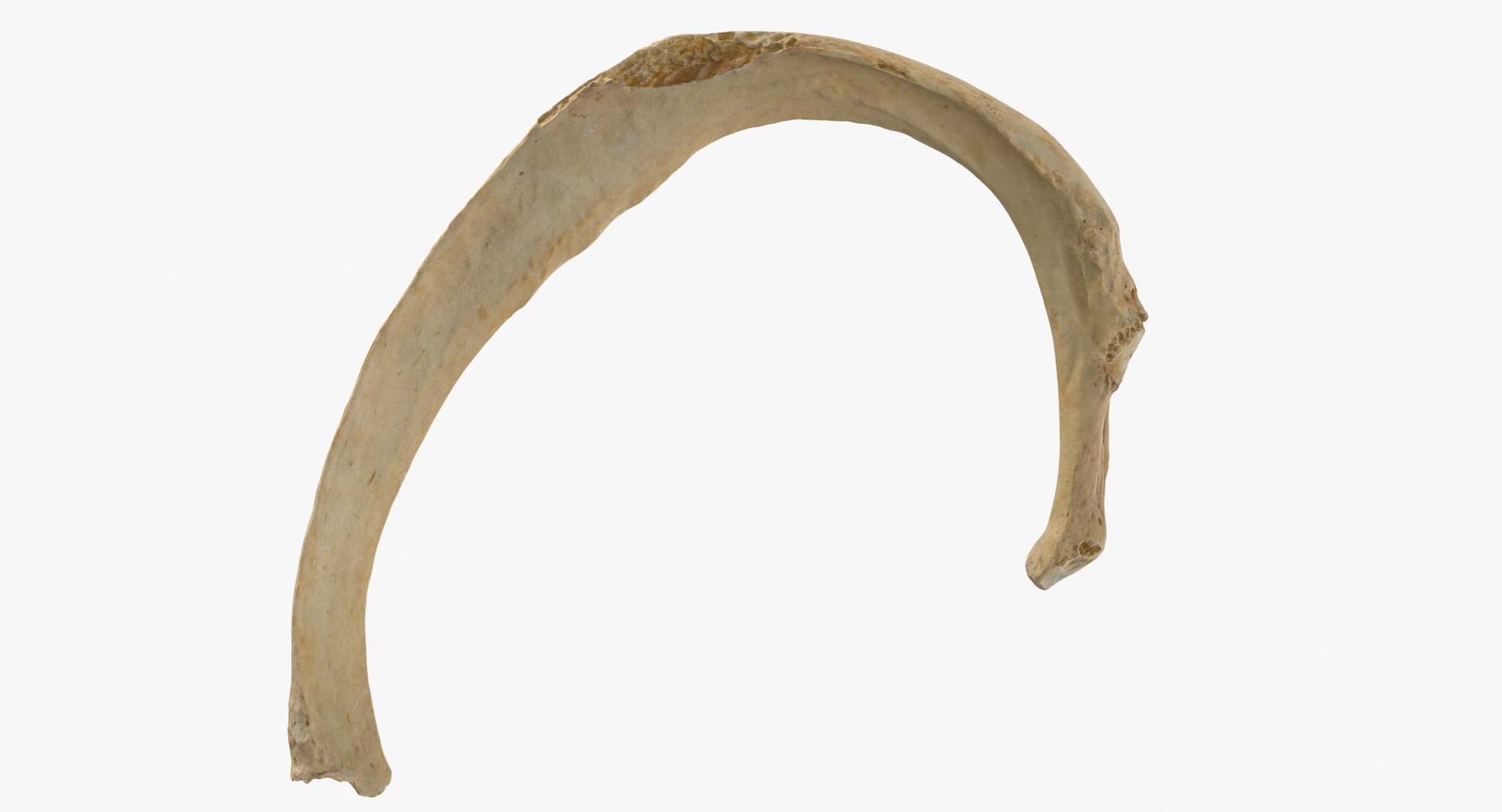 Costae Verae Rib 02 3D Model - TurboSquid 1550095