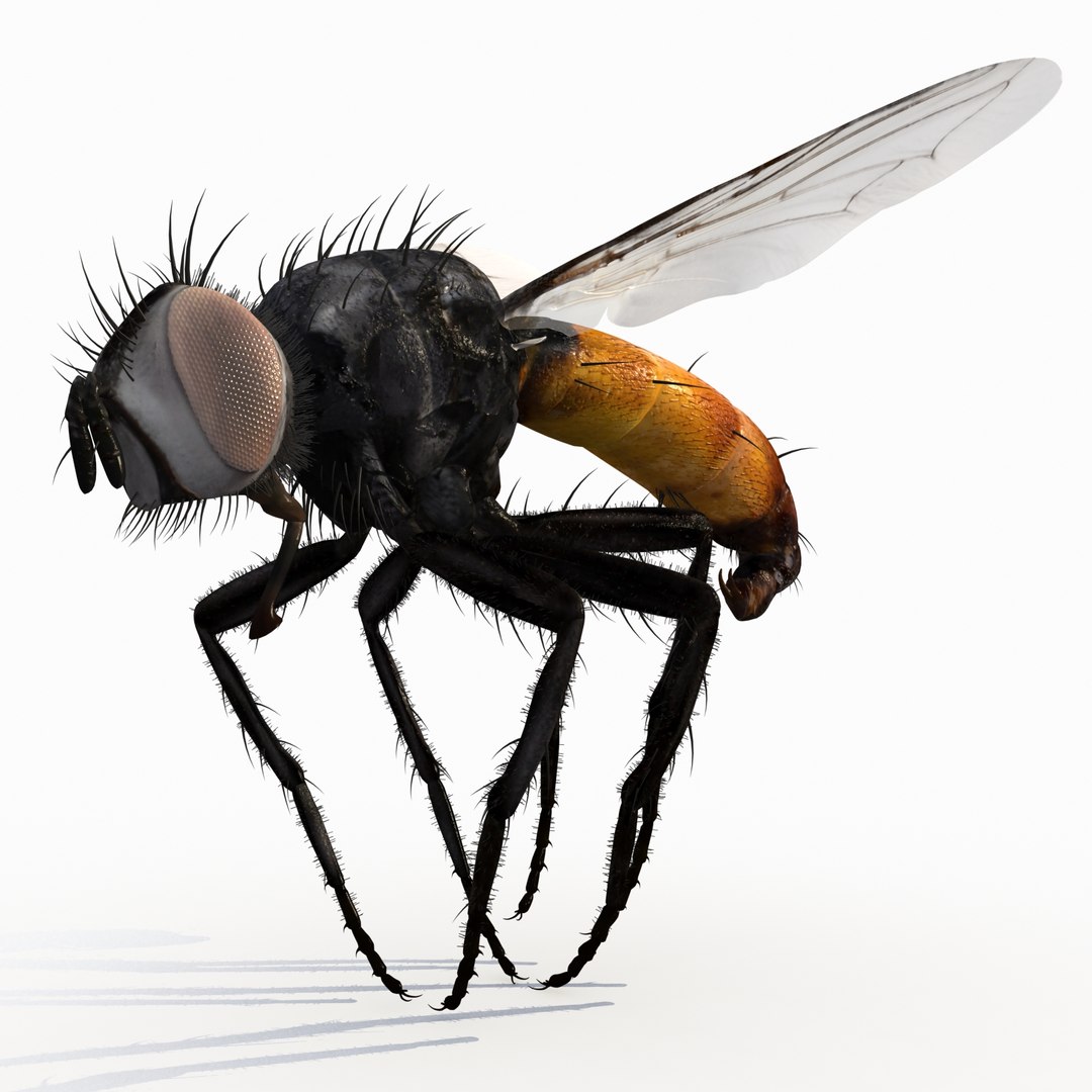 Cylindromyia Fly Tachinidae 3d Dxf