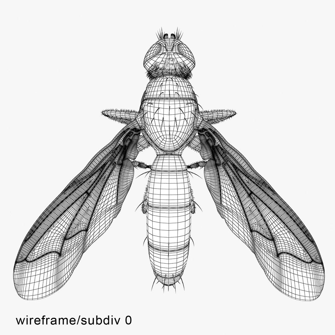 Cylindromyia Fly Tachinidae 3d Dxf