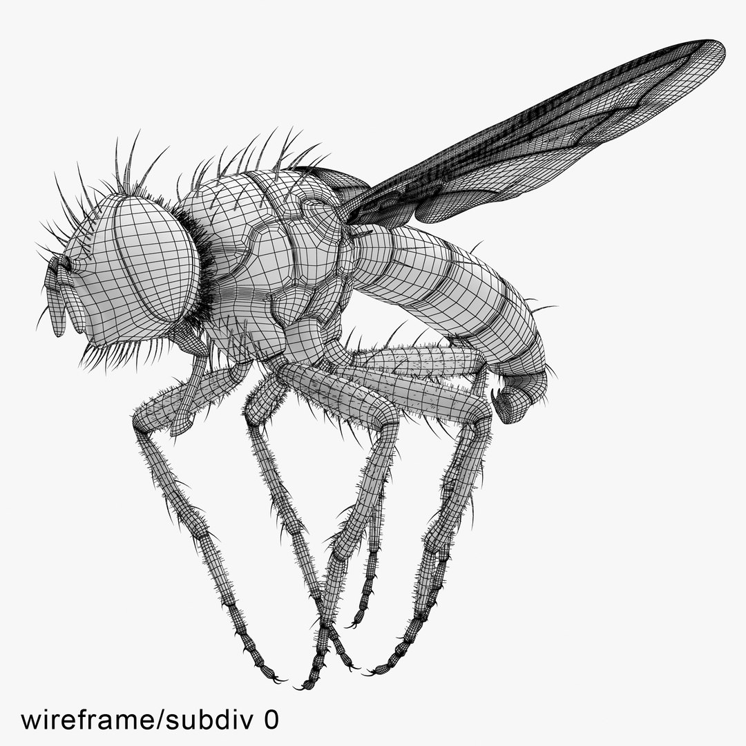 Cylindromyia Fly Tachinidae 3d Dxf