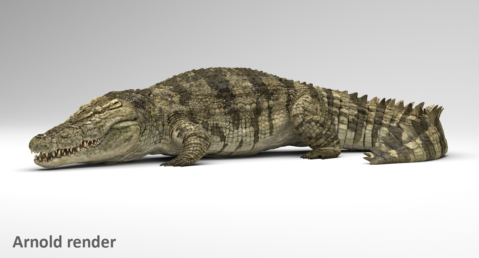 crocodile rigged 3d max