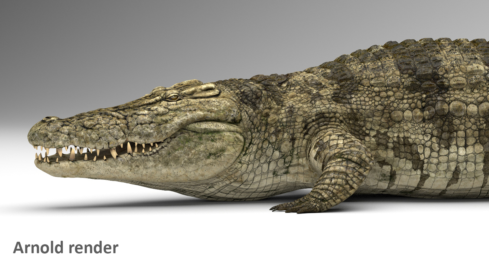 crocodile rigged 3d max