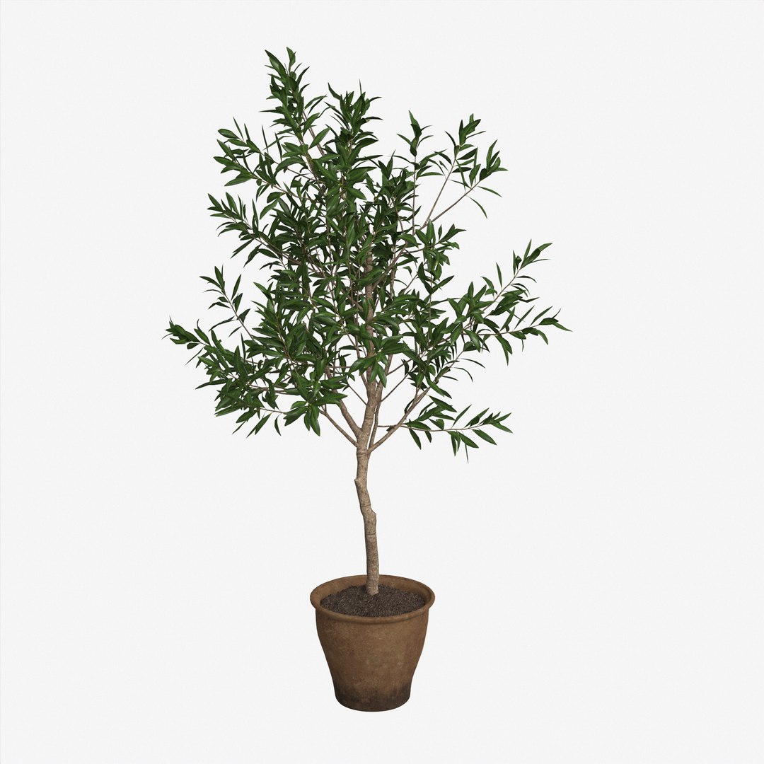 Olive tree oleaceae potted 3D 모델 - TurboSquid 2094251