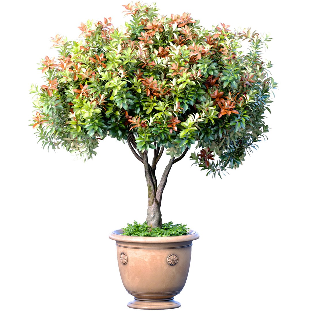 Decorative Flowering Garden Tree In A Classic Flowerpot Model ...