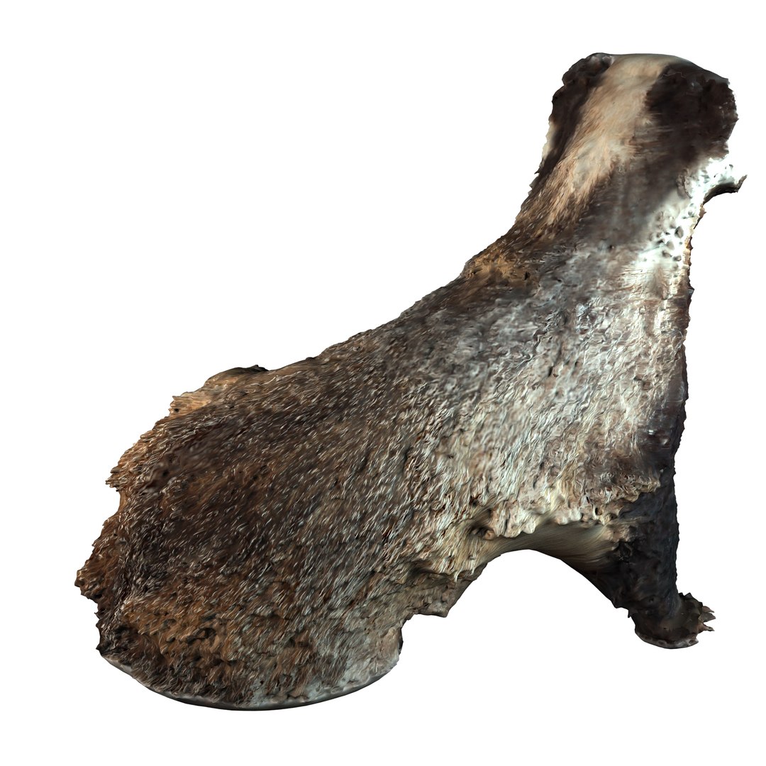 3d Badger Model