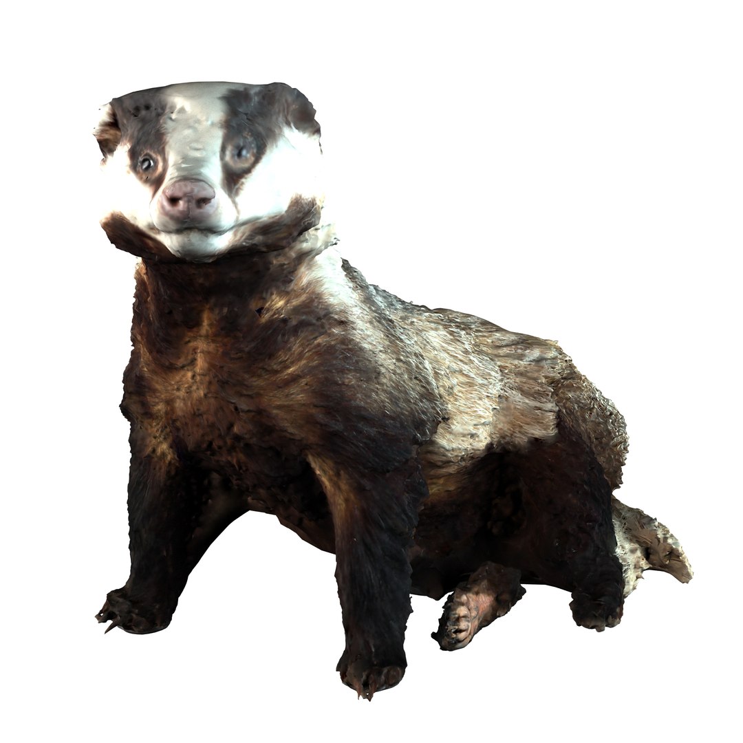 3d Badger Model
