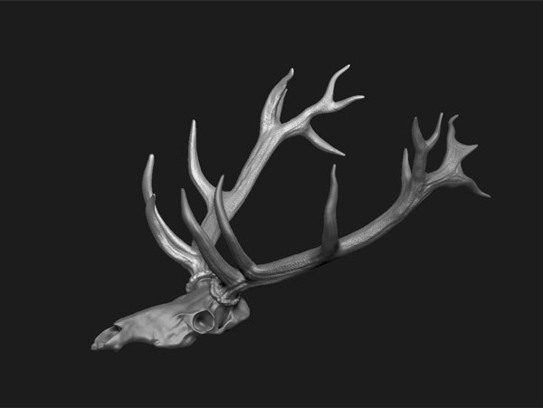 elk skull 3d obj