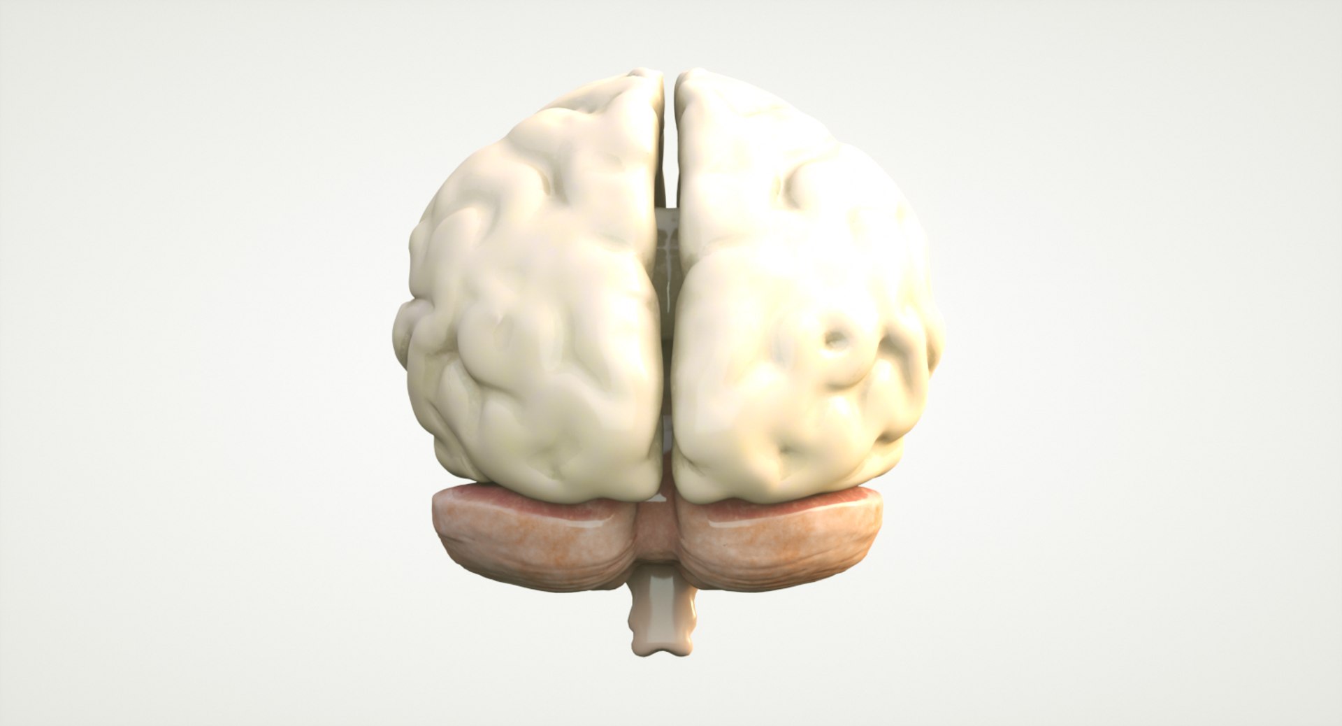 3D Brain Human Anatomy Model - TurboSquid 1353176