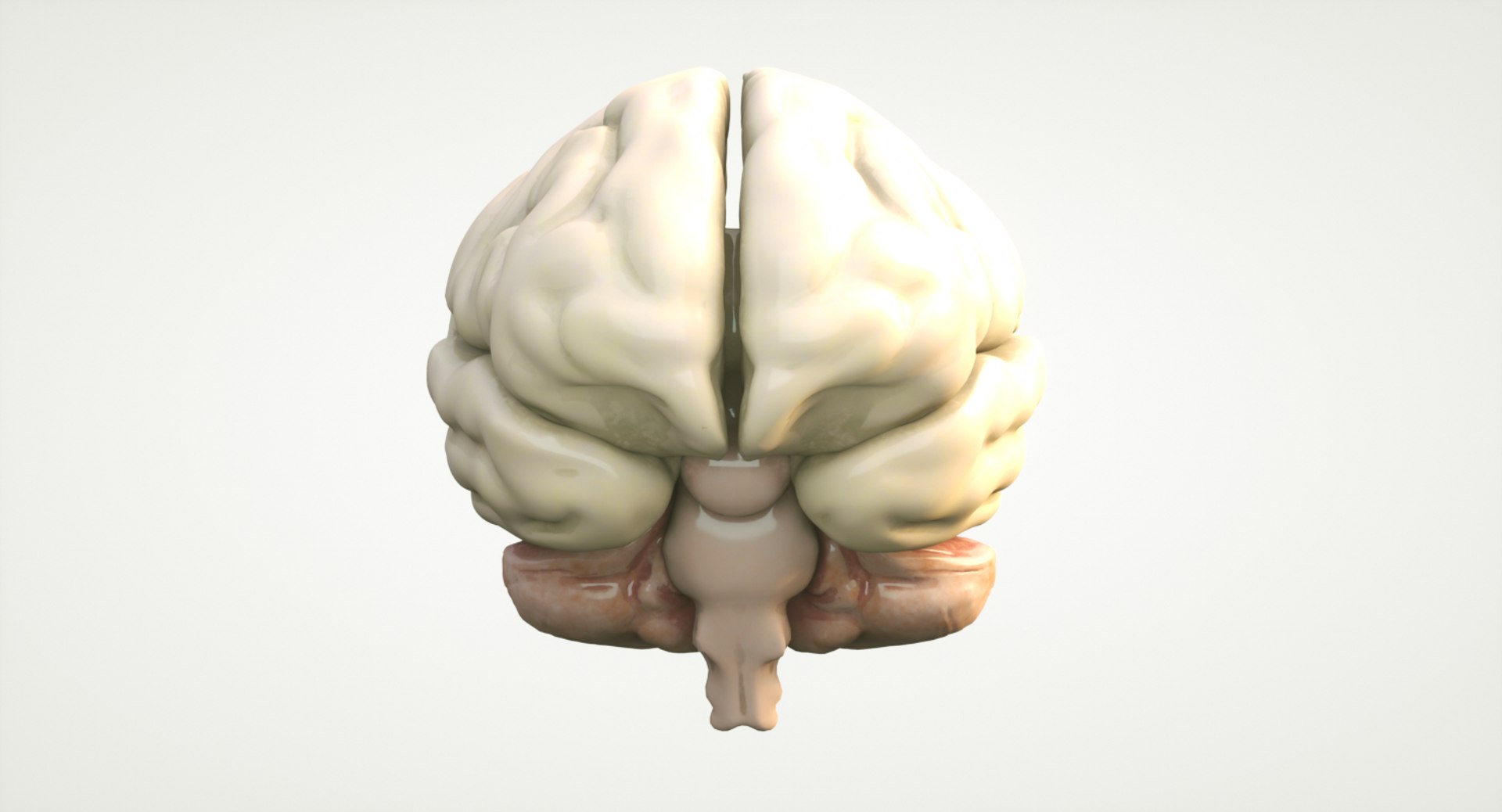 3D Brain Human Anatomy Model - TurboSquid 1353176