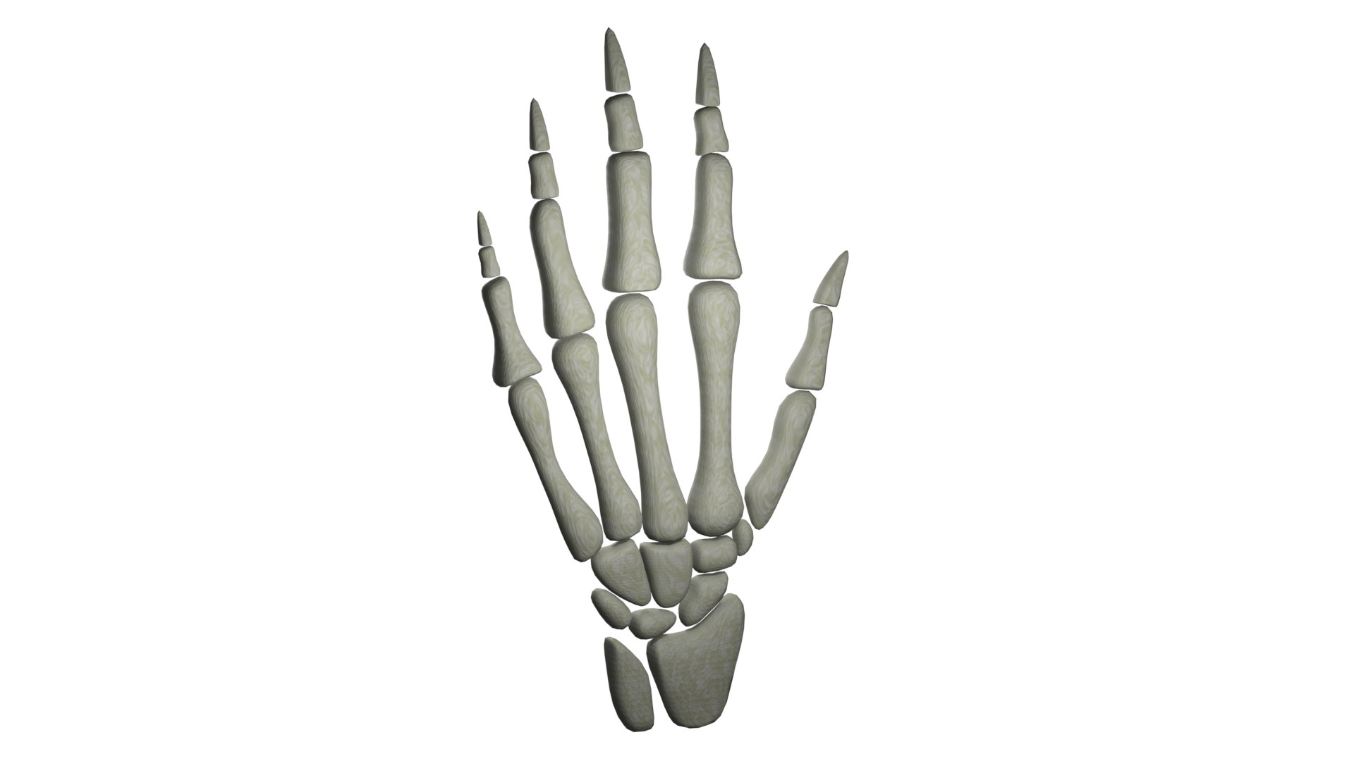 Ossa Manus 3D Model - TurboSquid 2442393