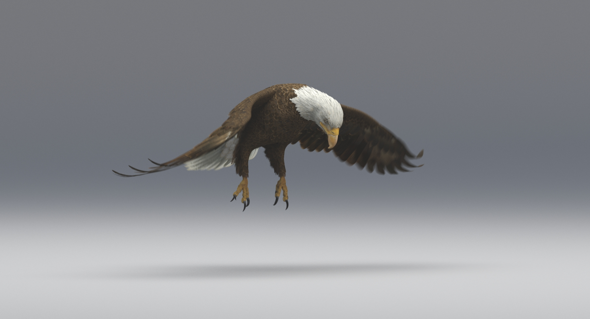 3D american bald eagle animations - TurboSquid 1365596