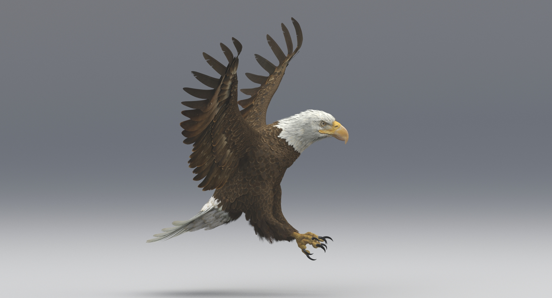 3D american bald eagle animations - TurboSquid 1365596