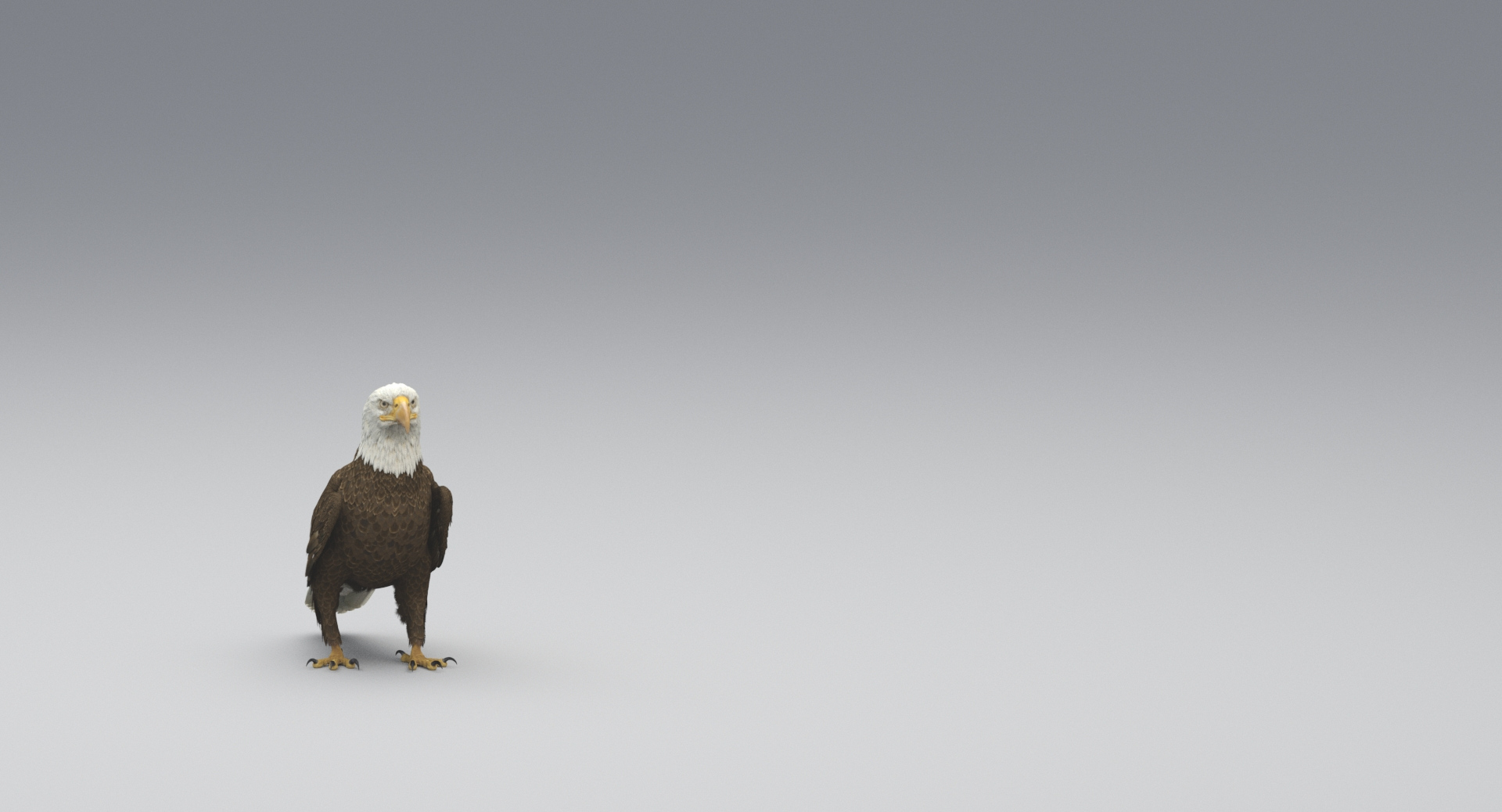 3D american bald eagle animations - TurboSquid 1365596