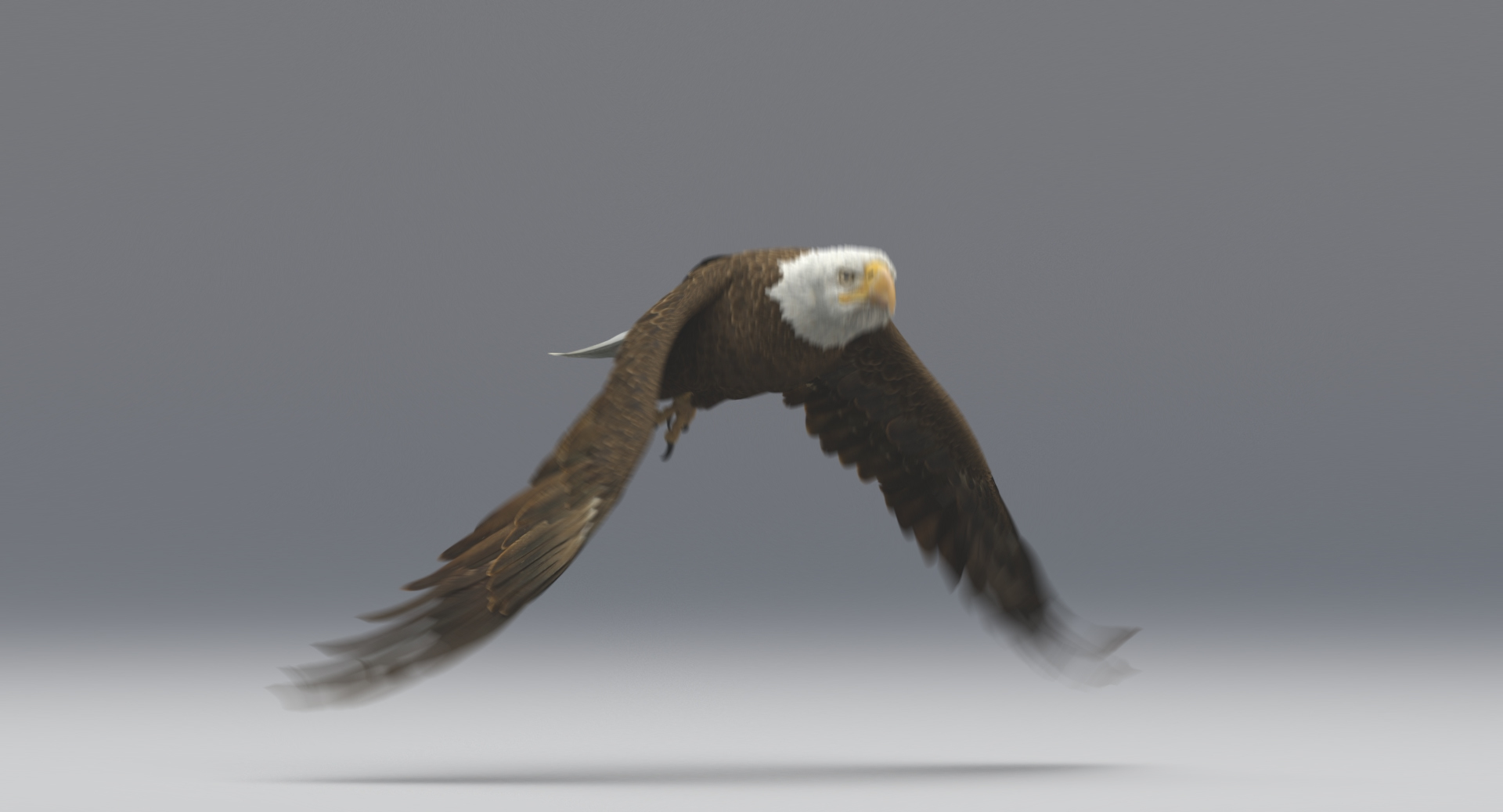 3D American Bald Eagle Animations - TurboSquid 1365596