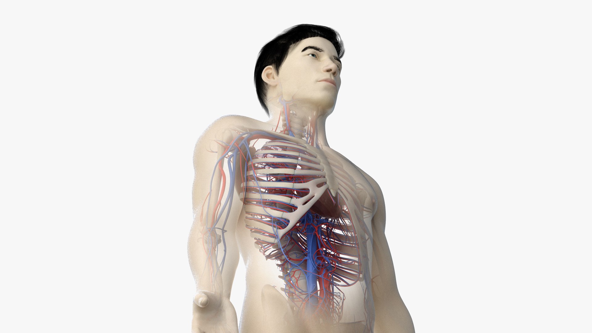 Skin asian male skeleton 3D model - TurboSquid 1498972