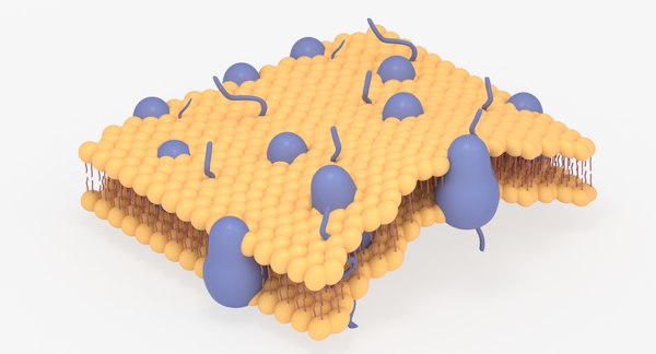 Cell membrane 3D model - TurboSquid 1363554