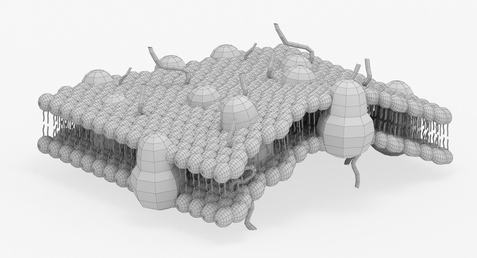 Cell Membrane 3D Model - TurboSquid 1363554