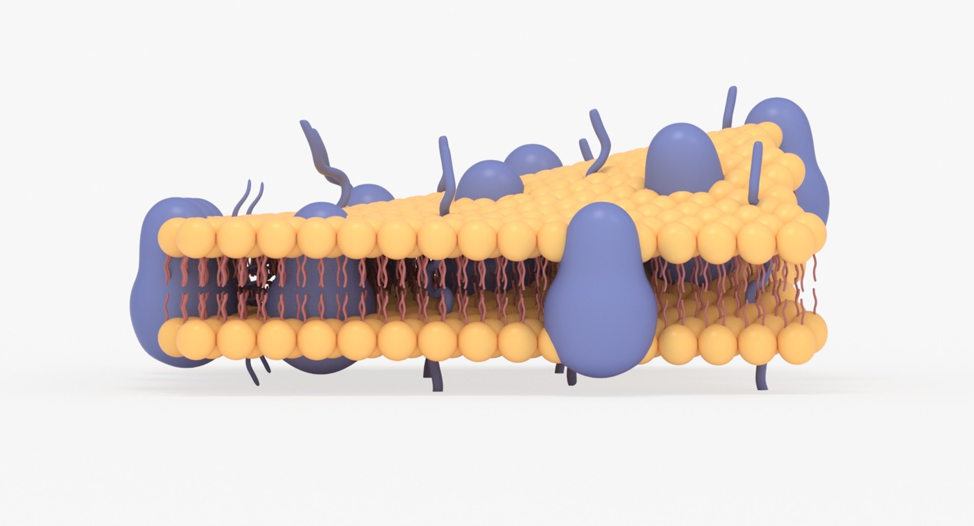Cell Membrane 3D Model - TurboSquid 1363554