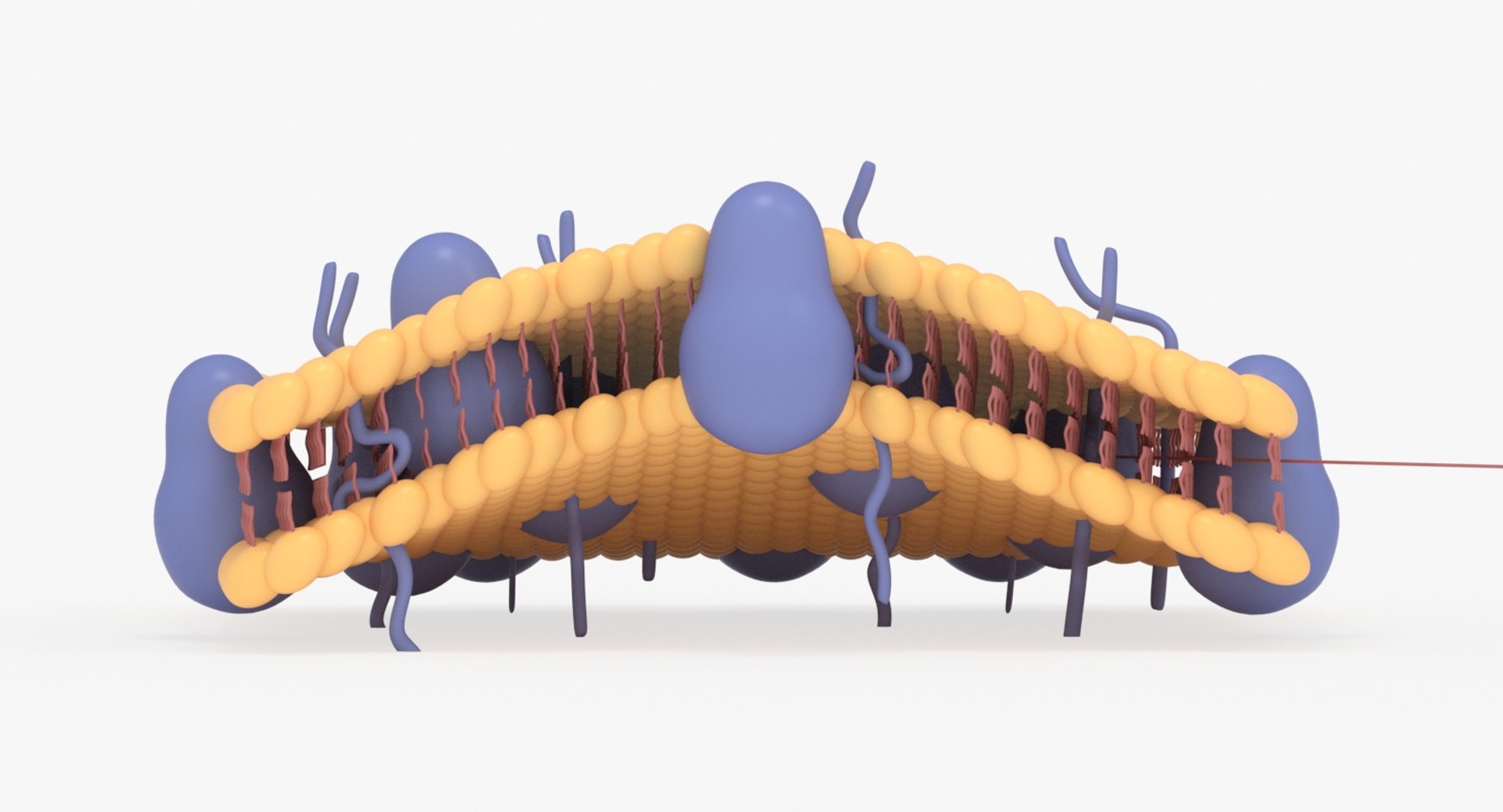 Cell Membrane 3D Model - TurboSquid 1363554