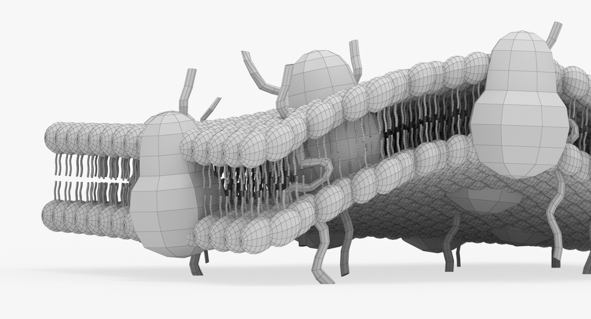 Cell Membrane 3D Model - TurboSquid 1363554