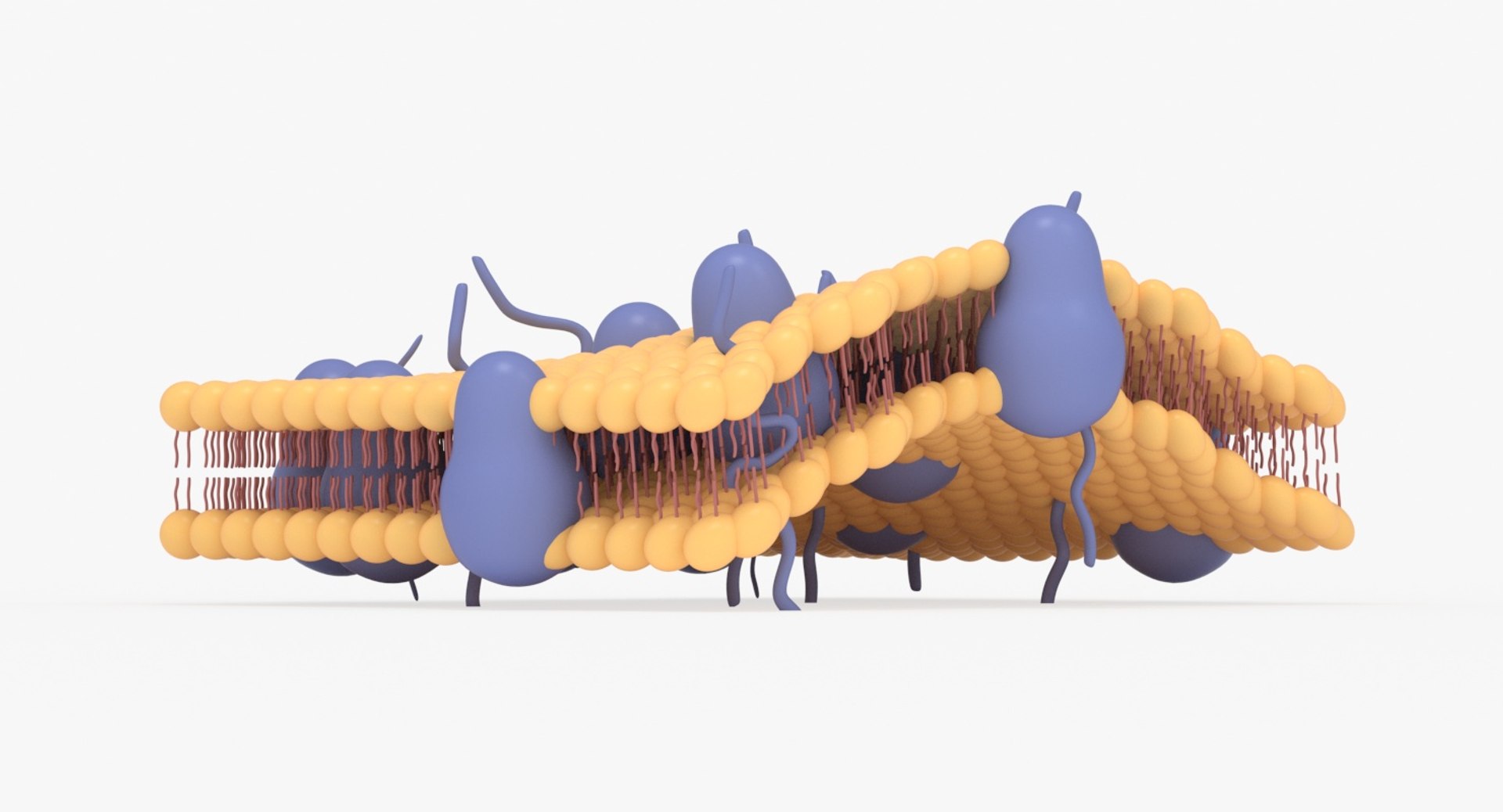 Cell Membrane 3D Model - TurboSquid 1363554