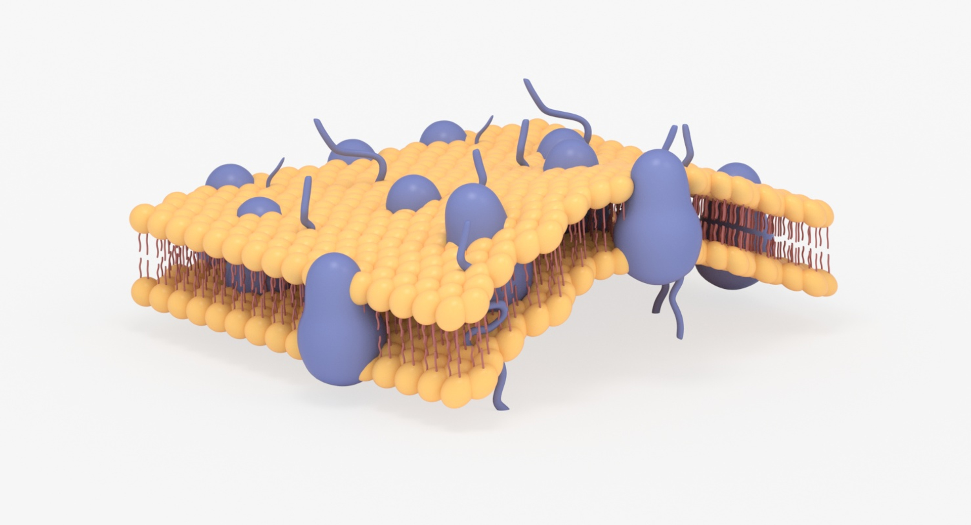 Cell Membrane 3D Model - TurboSquid 1363554